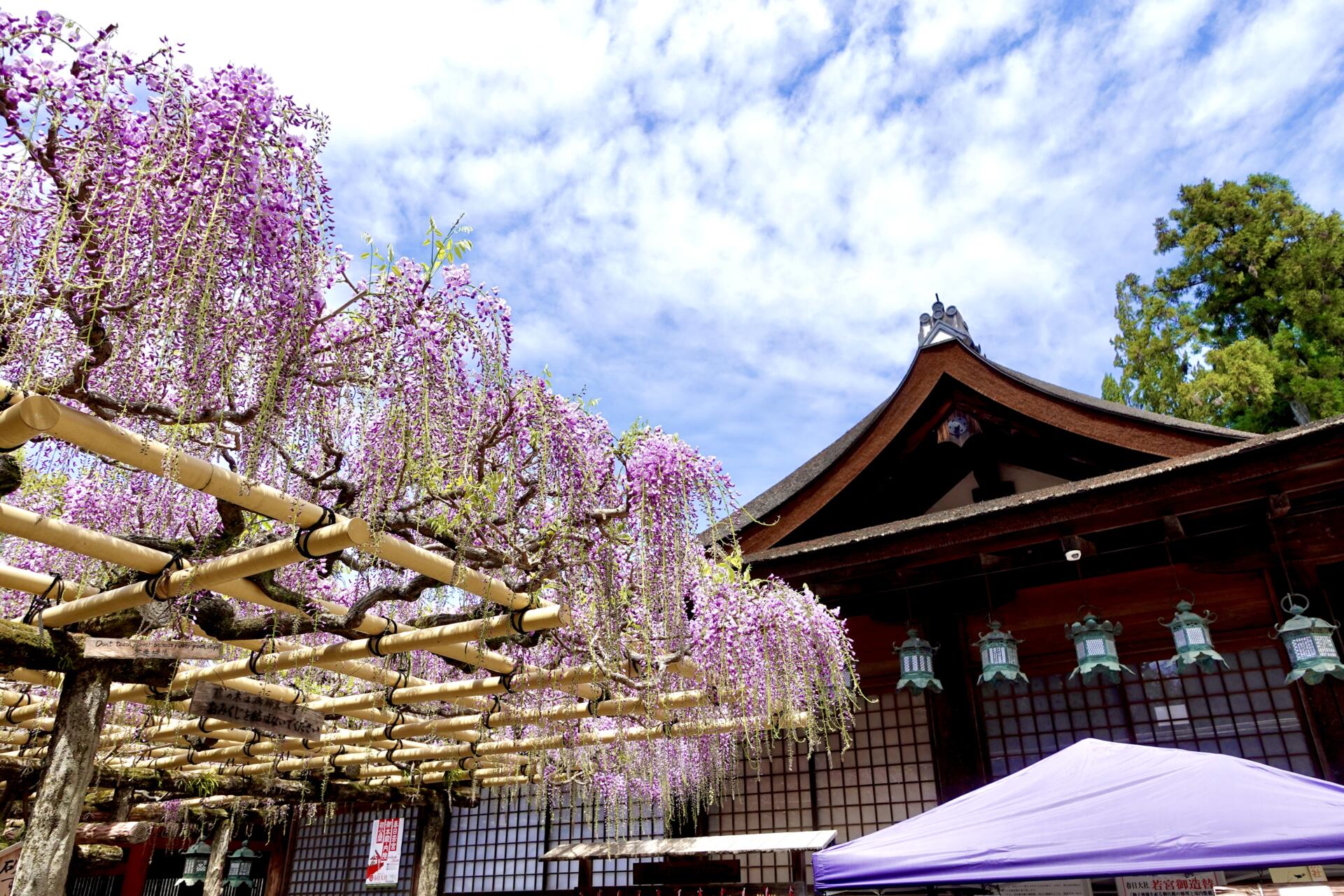 A Day Trip to Nara, Visiting Temples and Feeding Deer | Gaba Teaching ...
